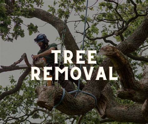 Affordable Tree Service Columbia MO Columbia Tree Co