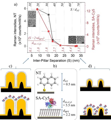 6 Comparison Of Sers Signal Dependence On The Inter Pillar Separation Download Scientific