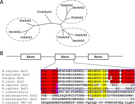The B Linker Region Is Encoded By A Single Exon Evolutionarily