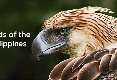 Interesting Facts About The Philippine Eagle Discover The Philippines