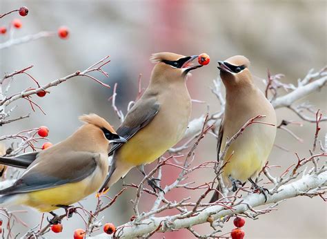 Give A T Of Birds Nyc Bird Alliance