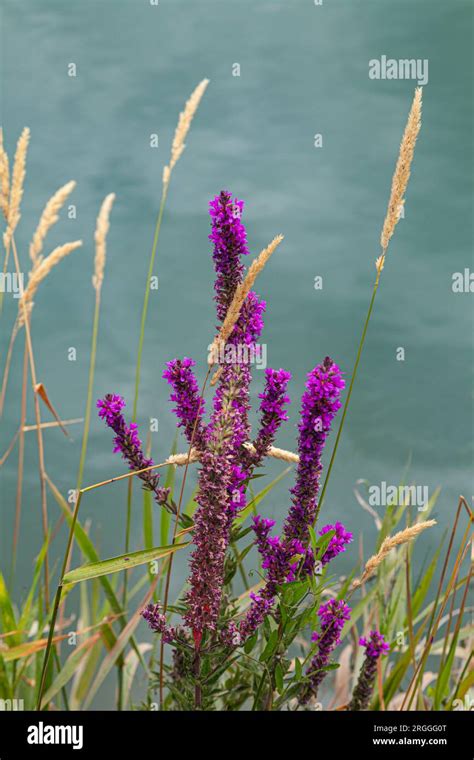 Purple Wild Flowers And Drying Grasses Against A Watery Background