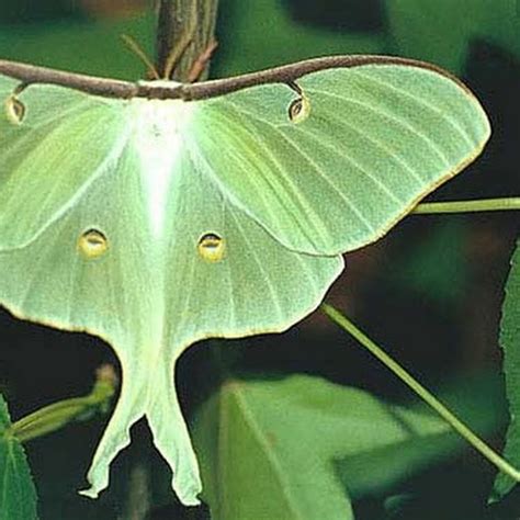 Lynette Walker Youtube