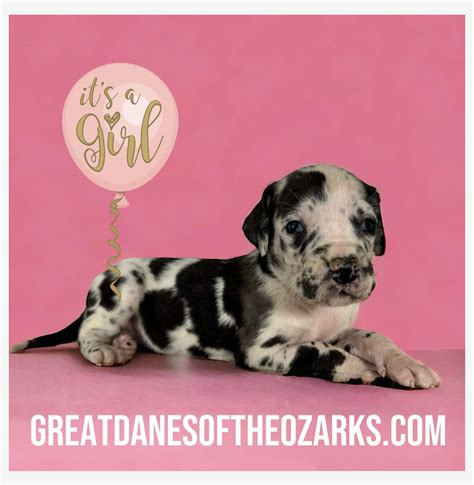 Akc Female Harlequin Great Dane Great Dane Puppies For Sale In Missouri Great Danes Of The
