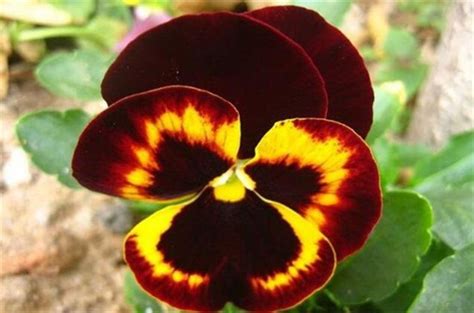 蝴蝶花的花語是什麼 蘭亭花集