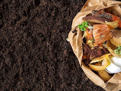 A Detailed Guide To Composting For Plants At Home The Channel