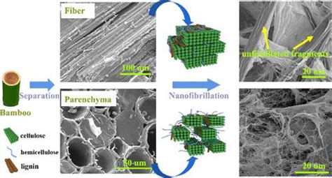 为什么竹薄壁细胞显示出比纤维更高的纳米原纤化效率：对其分层细胞壁结构的研究 Biomacromolecules X Mol