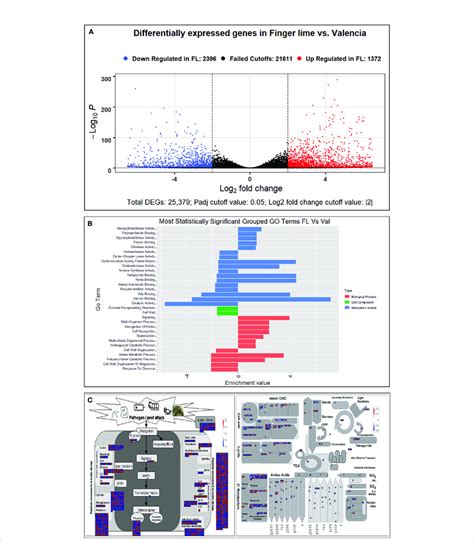 A Volcano Plot Of The Upregulated And Downregulated Degs Genes With