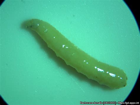 Bactrocera Dorsalis Dacudo Photos Eppo Global Database