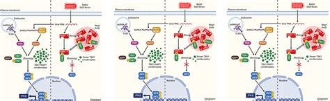 Liquid Liquid Phase Separation And Rabies Virus Infection Viral Factories And Liquid