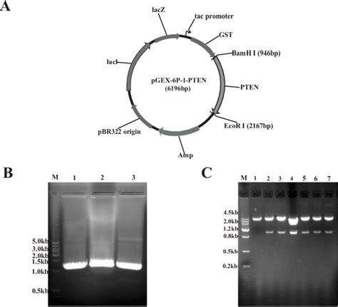 Development Of The Pgex 6p 1 Pten Expression Vector A Pcr Products