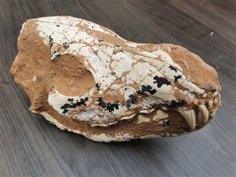 Fossils In Netherlands