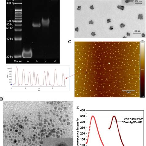 Illustration Of The RCA Based DNA Composites A PAGE Evidence For The Download Scientific