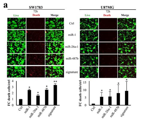 Cyto3d® Live Dead Assay Kit For 3d 2d Cell Culture