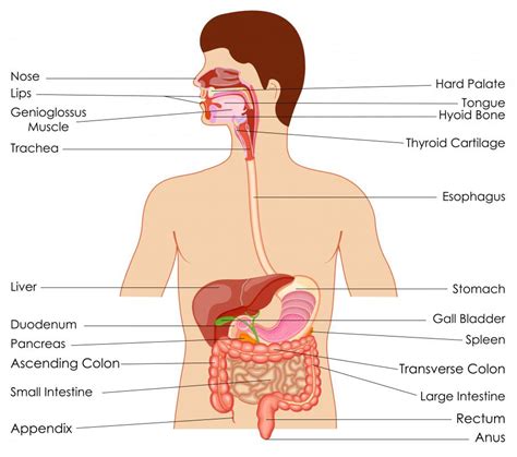 Loop Colostomy Reversal