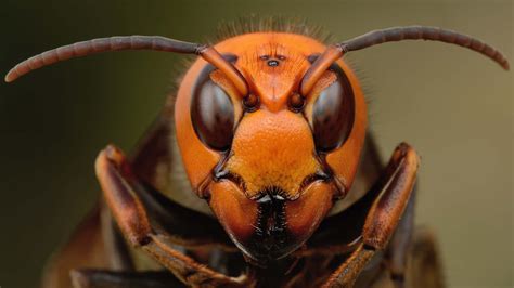 [100 ] Hornet Wallpapers