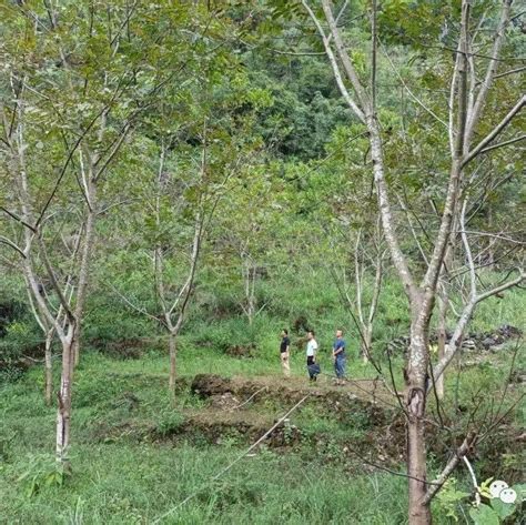 百马乡：“三举措”推深做实林长制工作宣传单体系林木