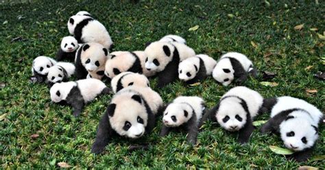 Pandas中merge Join有什么区别？ 知乎