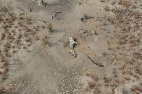 非洲偷猎者水中投毒致300头大象惨死组图山东频道凤凰网