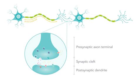 Synaptic Transmission A Level Psychology
