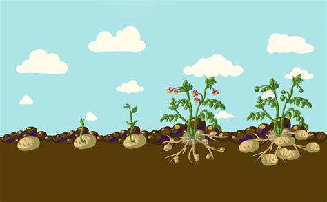 Asexual Reproduction In Potato