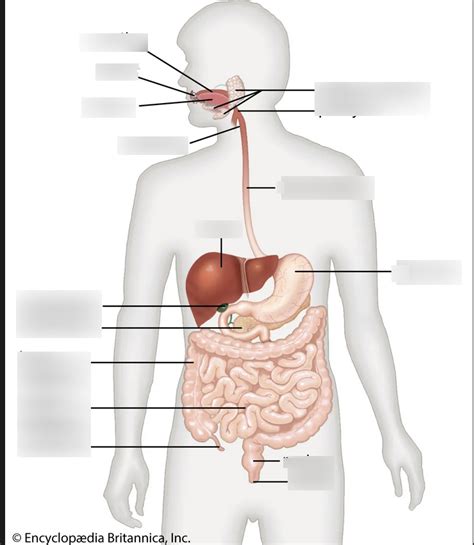 Diagram Of Gi Tract Diagram Quizlet