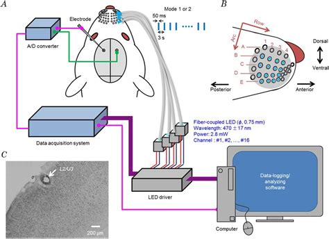 Optogenetic Multiple Whisker Stimulation System A Whisker Points Download Scientific Diagram