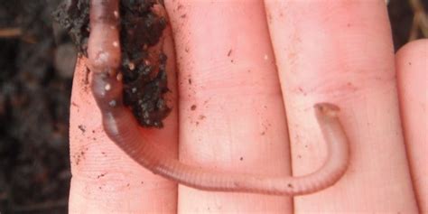 Mengenal Lebih Jauh Penyakit Cacing •