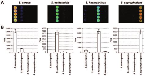 Microarray Hybridization Applying The Prototype Microfluidic System Download Scientific Diagram
