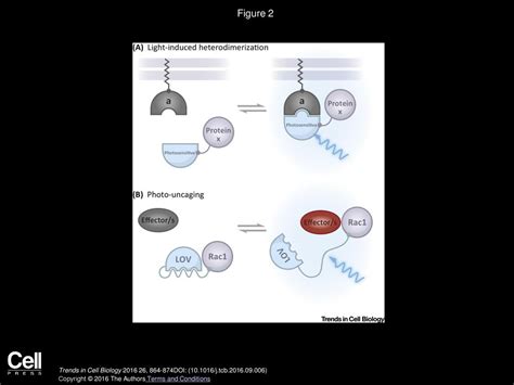Giorgia Guglielmi Henning Johannes Falk Stefano De Renzis Ppt Download