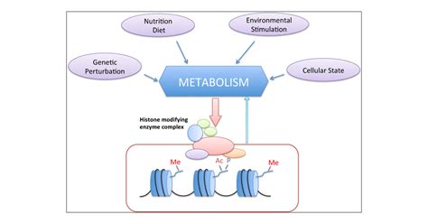 Histone Methylation Gene Expression