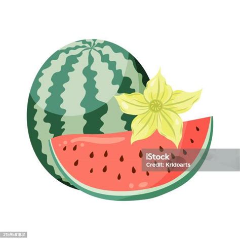 전체 과일과 조각 수박 식물 꽃을 가진 수박 구성 평면 벡터 그림입니다 음식 그래픽 여름 디자인 메뉴 로고 스티커에 대한 열대 과일 그림 0명에 대한 스톡 벡터 아트 및