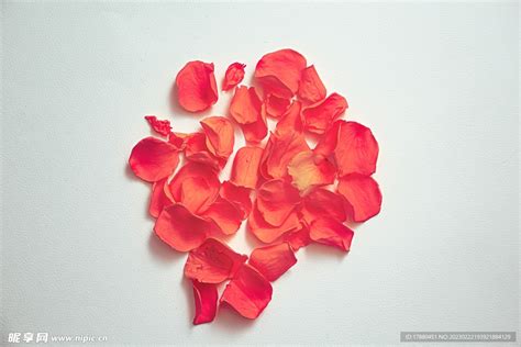 花瓣摄影图 花草 生物世界 摄影图库 昵图网