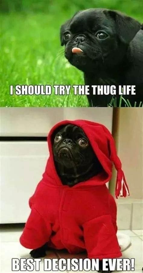Black Pug Memes