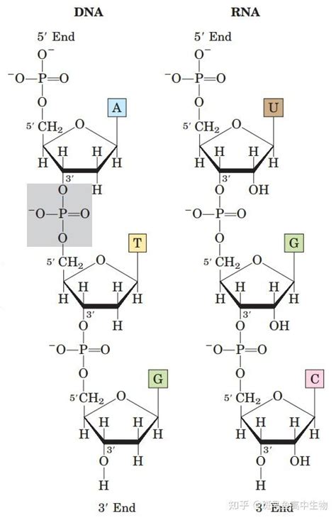 Dna 的碱基是如何与磷酸和核糖连接在一起的？ 知乎