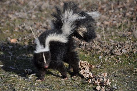 Why Are Skunks Black And White