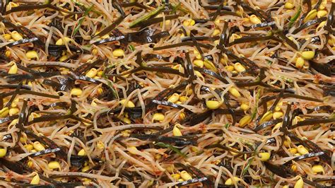 콩나물을 이렇게 만들면 고혈압에 좋고 콜레스테롤을 낮춰줘요 쉽고 간단하면서 맛 좋은 꿀팁 레시피💯평생 써먹는 콩나물 요리 만드는법🥇콩나물무침 맛있게 만드는법 건다시마