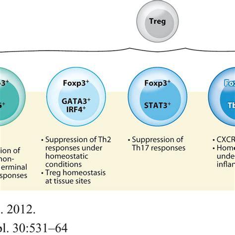 PDF Regulatory T Cells Mechanisms Of Differentiation And Function
