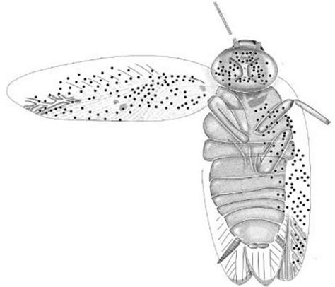 49 Million Year Old Cockroach Fossil Found