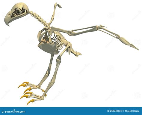 Eagle Anatomy Eagle Anatomy Over 511 Royalty Free Licensable Stock