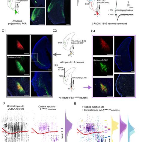 Reciprocal Excitatory Connectivity Between Por And La Download Scientific Diagram