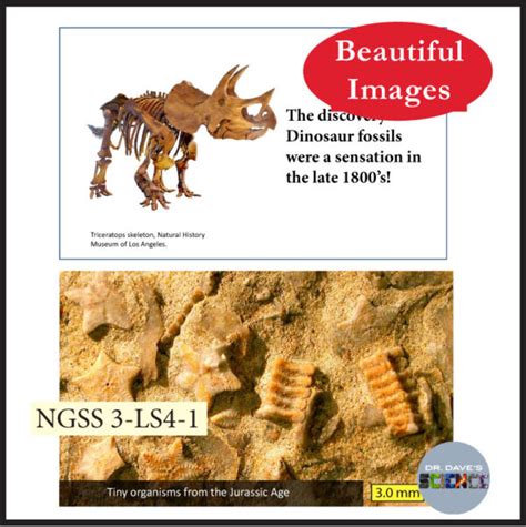 Fossils And Types Of Fossils PowerPoint Made By Teachers