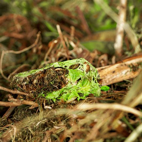 Five Steps For Drying Native Daisies Compost A Pak