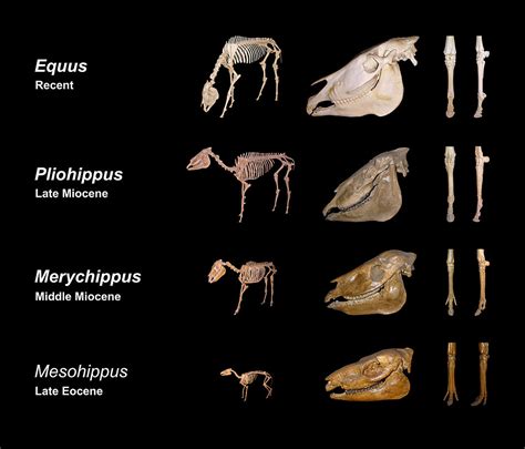 Fossils Evidence Of Evolution Overview Examples Expii