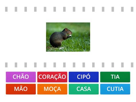 Parlenda Corre Cutia Find The Match