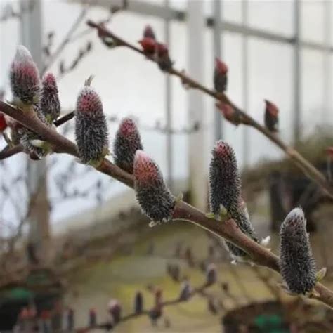 Salix Chaenomeloides Lubbers Zwart