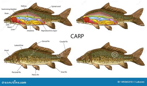Anatomy Of A Fish Fish Internal Organs Vector Illustration