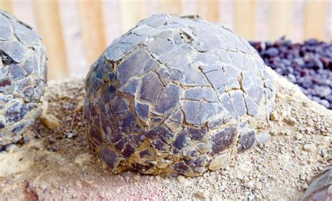 Fossils Reveal Ancient Birds Nested In The Arctic 73 Million Years Ago Killbait Archive