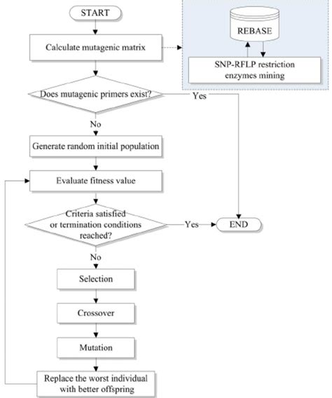 Flowchart Of The Ga Based Mismatch Pcr Rflp Primer Design At First A Download Scientific