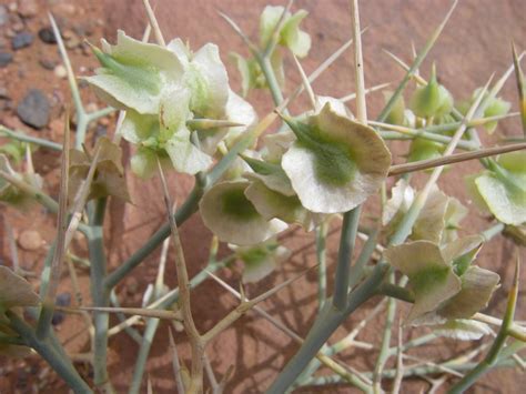 Zilla Macroptera Coss